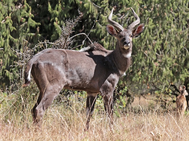 The Big List of Where to Hunt in Africa - Wide Open Spaces