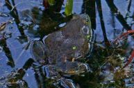 Frog Gigging: What It Is and How to Do It