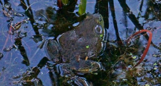 Try Frog Gigging for a Gourmet Delicacy and a Fantastic Time Outdoors ...