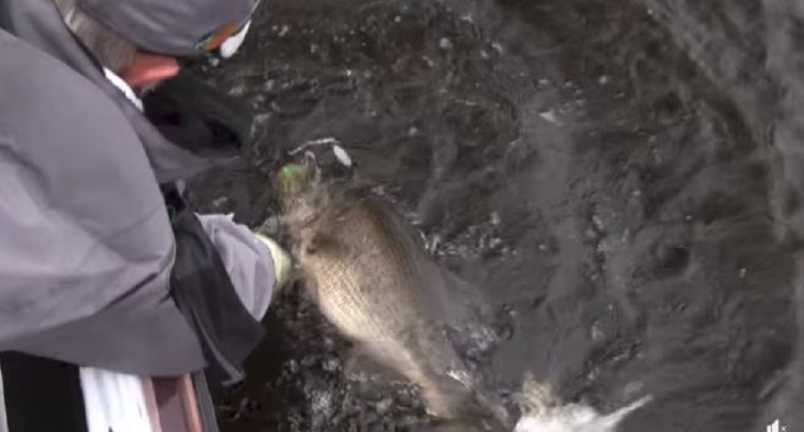 Rare Golden Sturgeon Landed From BC's Fraser River - Wide Open Spaces