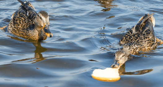 What to Feed Ducks at the Park: Skip the Stale Bread Tradition