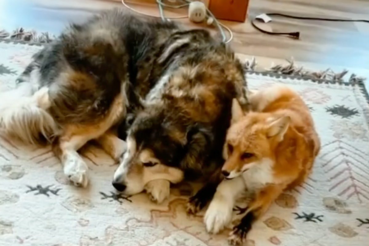 Juniper the Fox Is Thriving With Her Happy Exotic Pet Family