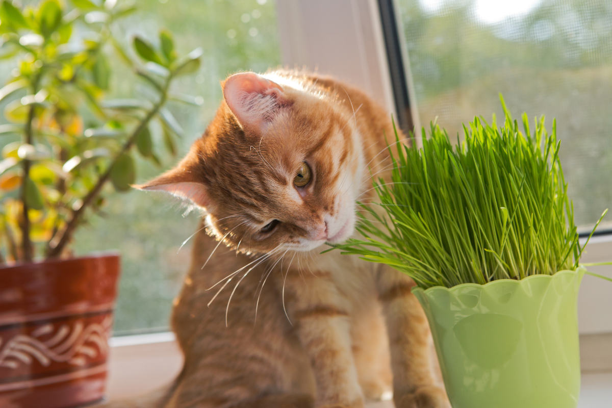 Best Catnip for Felines: 5 Catnip Varieties That Actually Work