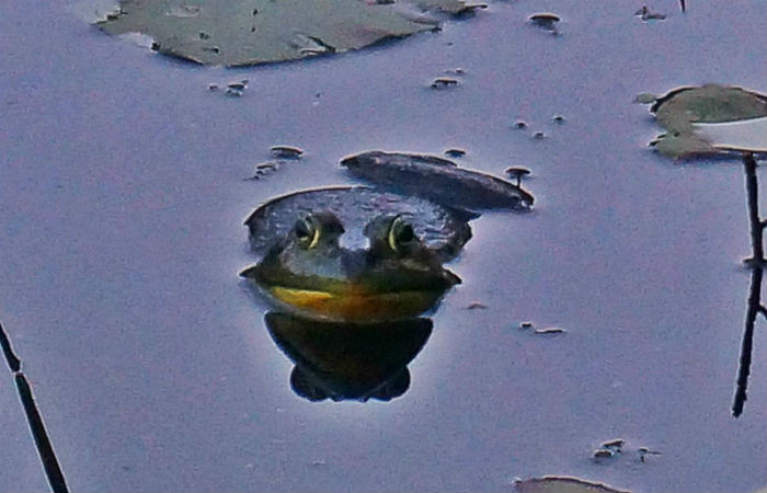 Try Frog Gigging for a Gourmet Delicacy and a Fantastic Time Outdoors ...