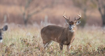 Pennsylvania Plans Large-Scale Cull in Desperate Attempt to Combat CWD ...