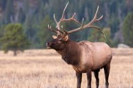 Oregon Joins Other States and Approves Eating Road-Kill - Wide Open Spaces