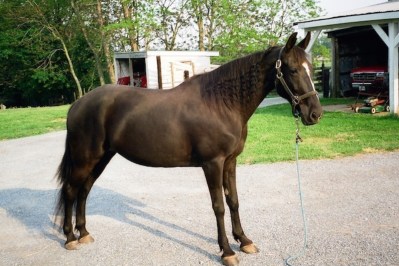 Tennessee Walkers: Why It's Called a "Walking Horse" + Famous TWHs