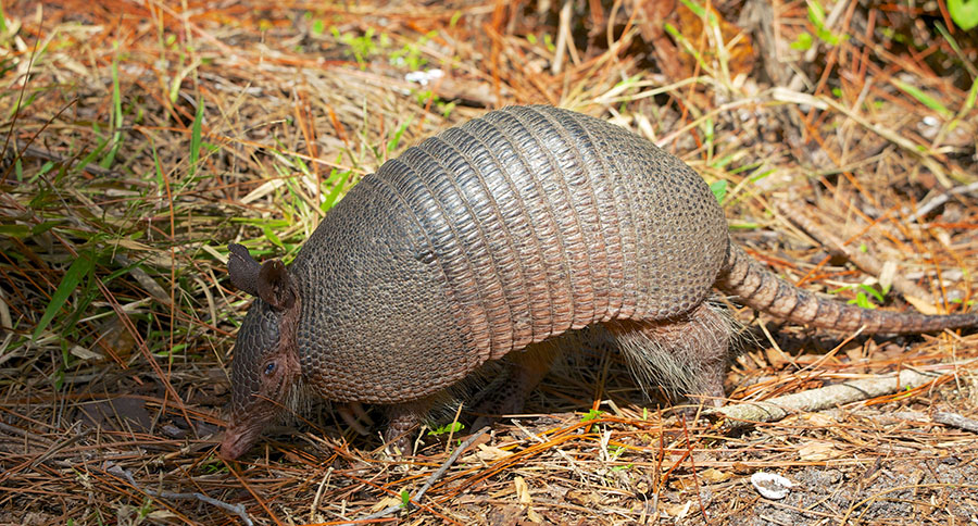 Got a Pest Problem? Get an Armadillo - Wide Open Spaces