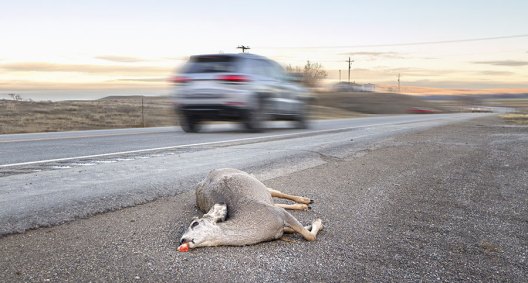 California Bill Looks to Legalize Salvaging and Eating Roadkill - Wide ...