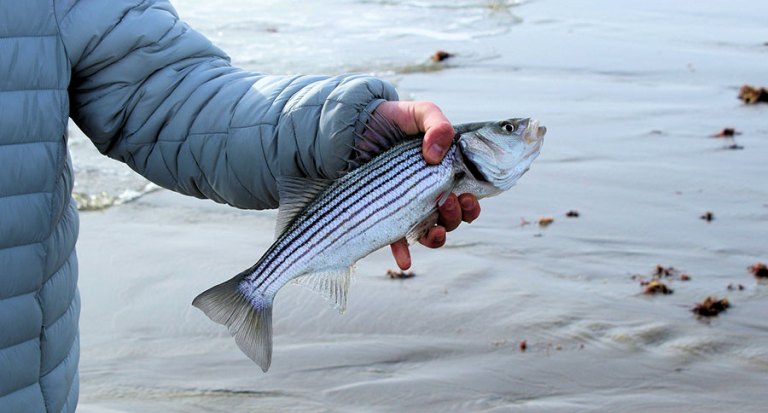 New Line Class World Record Striped Bass Caught in New York - Wide Open ...