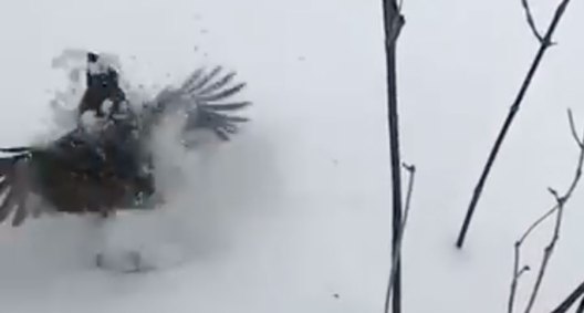 Video: Grouse Rises From Snow So Deep, It's a Wonder It Got Out - Wide ...