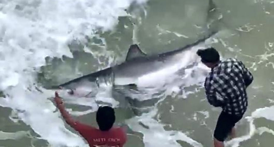 A Closer Look at the '10-Foot, 700-Pound Great White' - Wide Open Spaces
