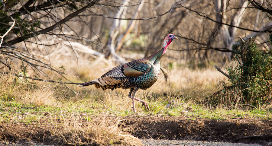 Turkey Vision: How a Gobbler Sees