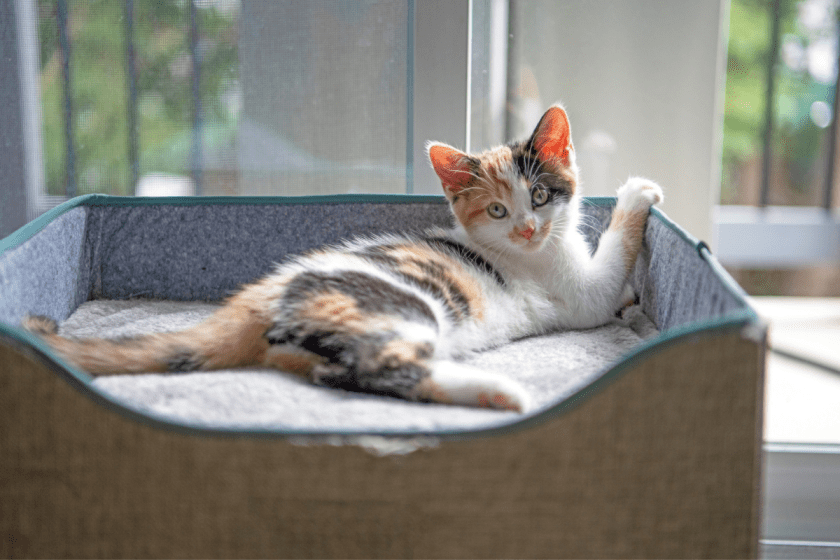 Calico Cats: Why Are These Beautiful Cats Always Female?
