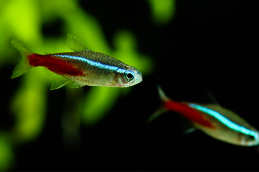 Tetra Fish: Everything You Need to Know About the Species