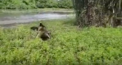 Roomba Inventor Unleashes "The Guardian" Robot to Suck Up Invasive ...