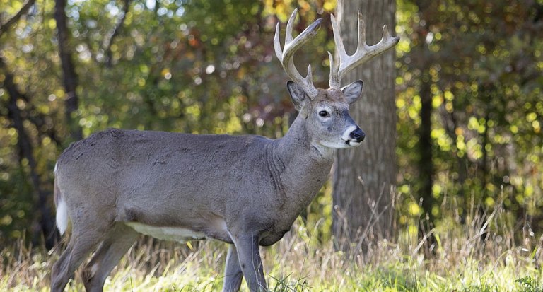 It Could Be Time for Hunters to Share Blame for Declining Deer Numbers - Wide Open Spaces