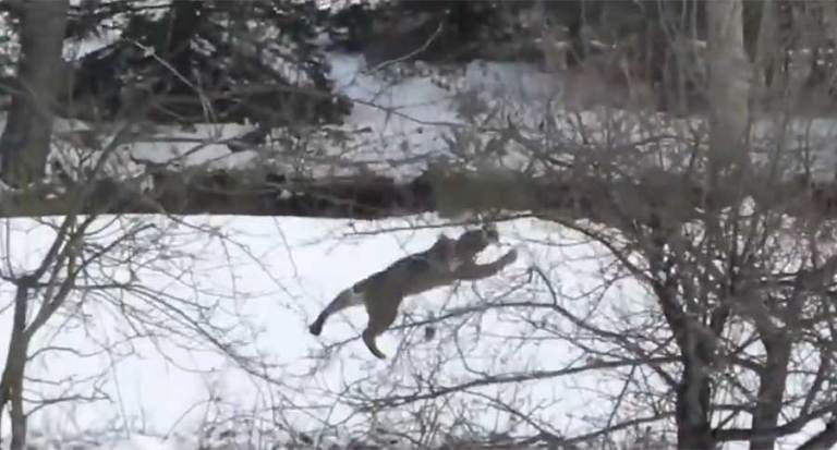 Ever Find a Rabbit's Nest in Your Yard? Here’s What to Do - Wide Open ...