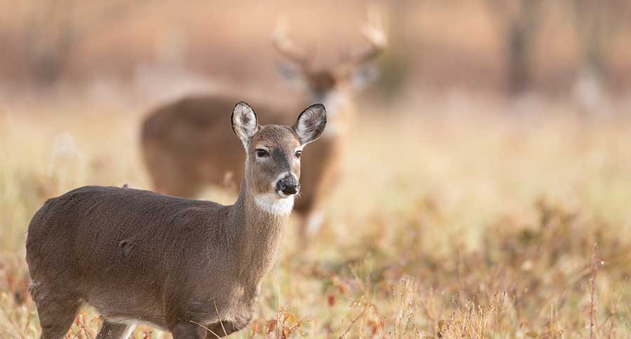 Another CWD-Positive Deer in Minnesota Leads to Spending More on ...