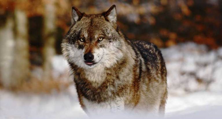 Montana Wolf Season Closes with Record Harvest - Wide Open Spaces
