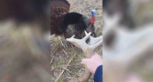 Pics: Check Out These Cool Cinnamon Color-Phase Turkeys - Wide Open Spaces