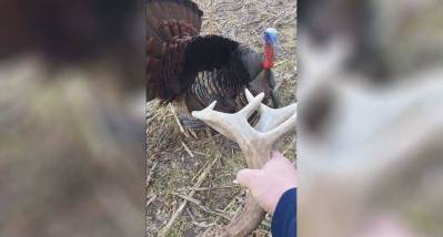 Pics: Check Out These Cool Cinnamon Color-Phase Turkeys - Wide Open Spaces