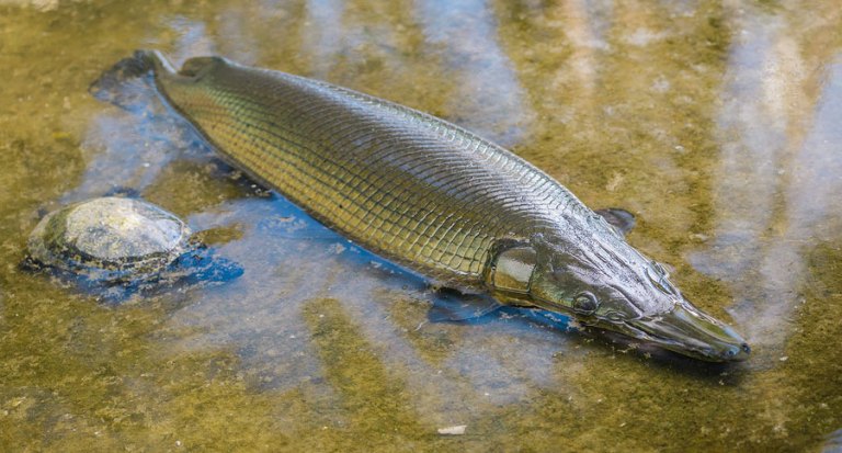 Monster Alligator Gar Landed From the Illinois River by Bowfishermen ...