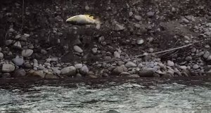 Let's Thank Orvis for Yet Another Great Feeding Trout Video - Wide Open ...