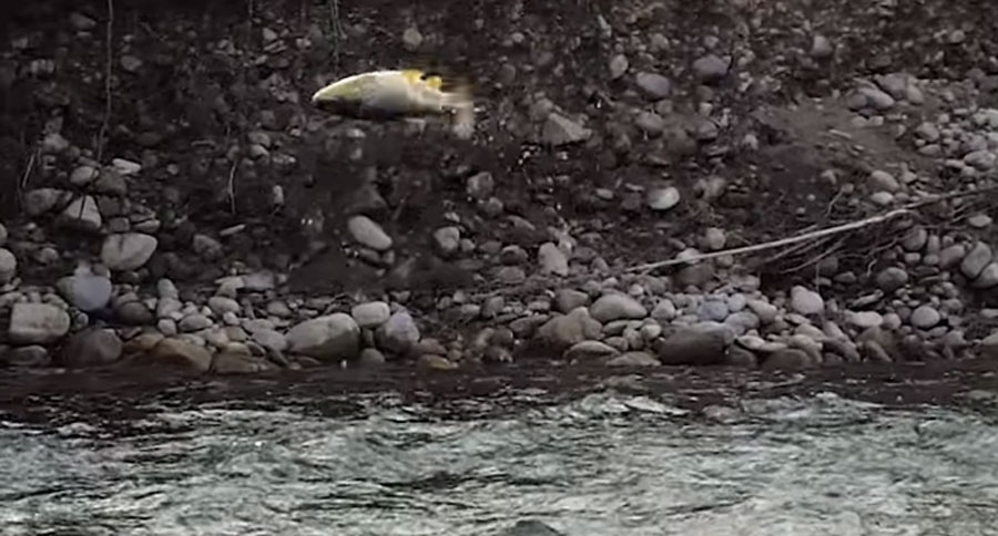 Let's Thank Orvis for Yet Another Great Feeding Trout Video - Wide Open ...