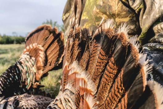 Cooking Wild Turkey: 7 Tips for Making the Most of Your Game Meat ...