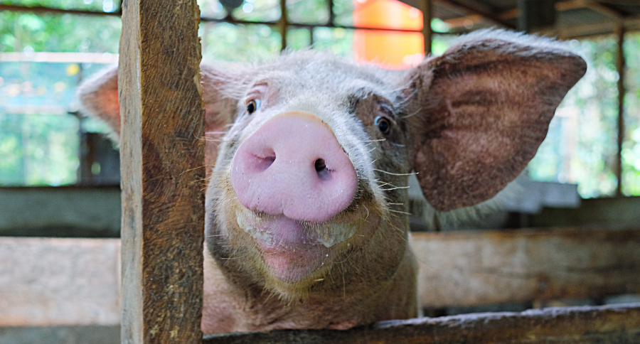 Pig Brains Partially Revived Hours After Death, Study Finds