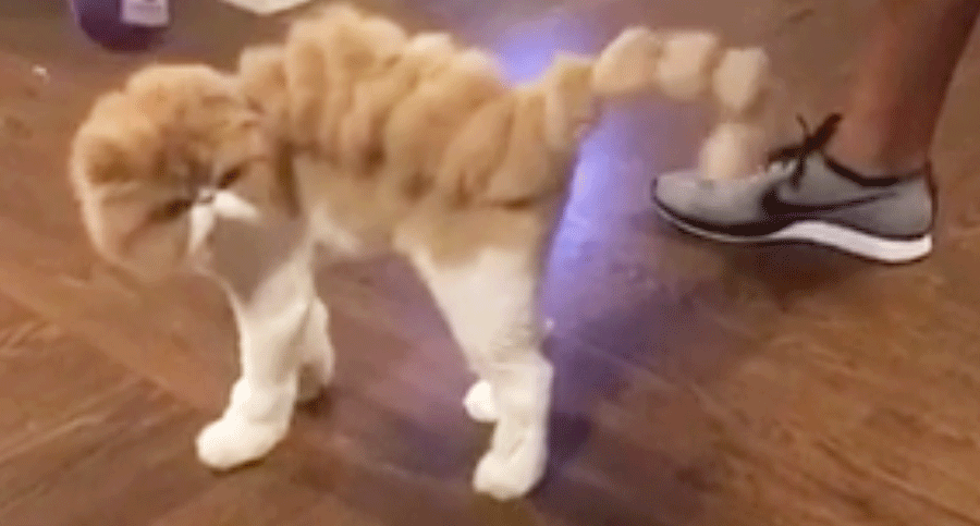 Cats Shaved Like Dinosaurs is the New Trend in Fluffy Grooming