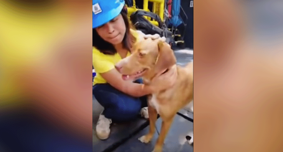 Stray Dog Rescued by Oil Workers After Swimming 135 Miles Offshore