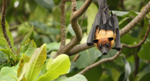 Bats as Pets? Better to Leave These Cute Fliers Outside