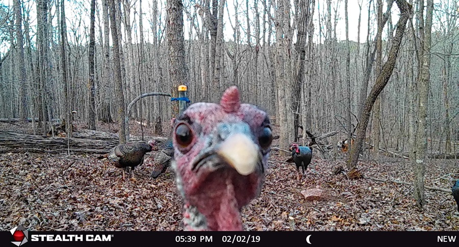 Did These Seasoned Outdoor Folk Have a Bigfoot Encounter? - Wide Open ...