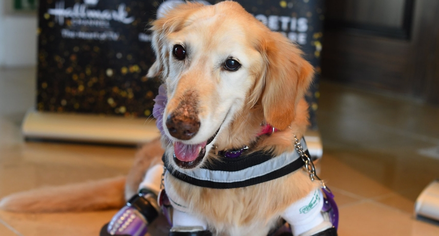 2019 Hero Dog Awards Recognizes Heroes on Both Ends of the Leash