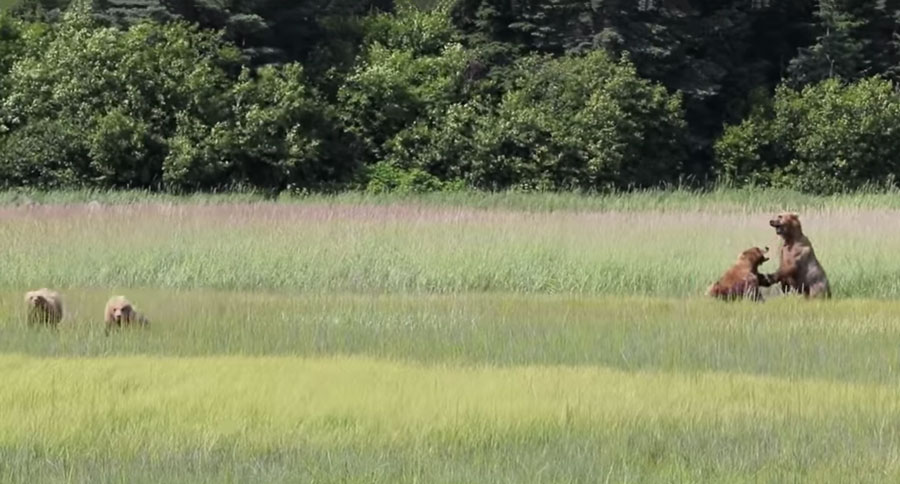 Wildlife Viewers Find Themselves in Middle of Grizzly Bear Brawl - Wide ...