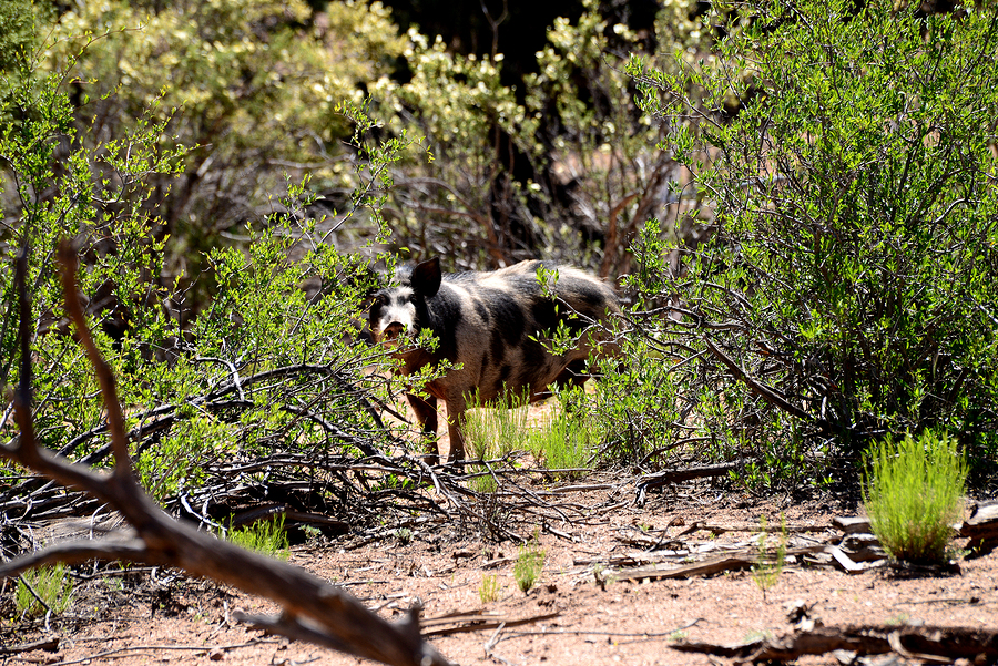 A Hunter's Open Letter to Anti-Hunting Activists - Wide Open Spaces
