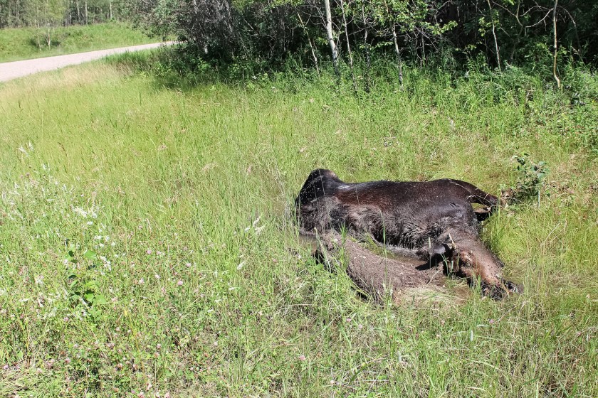 Salvaging and Eating Roadkill is Legal in These States - Wide Open Spaces