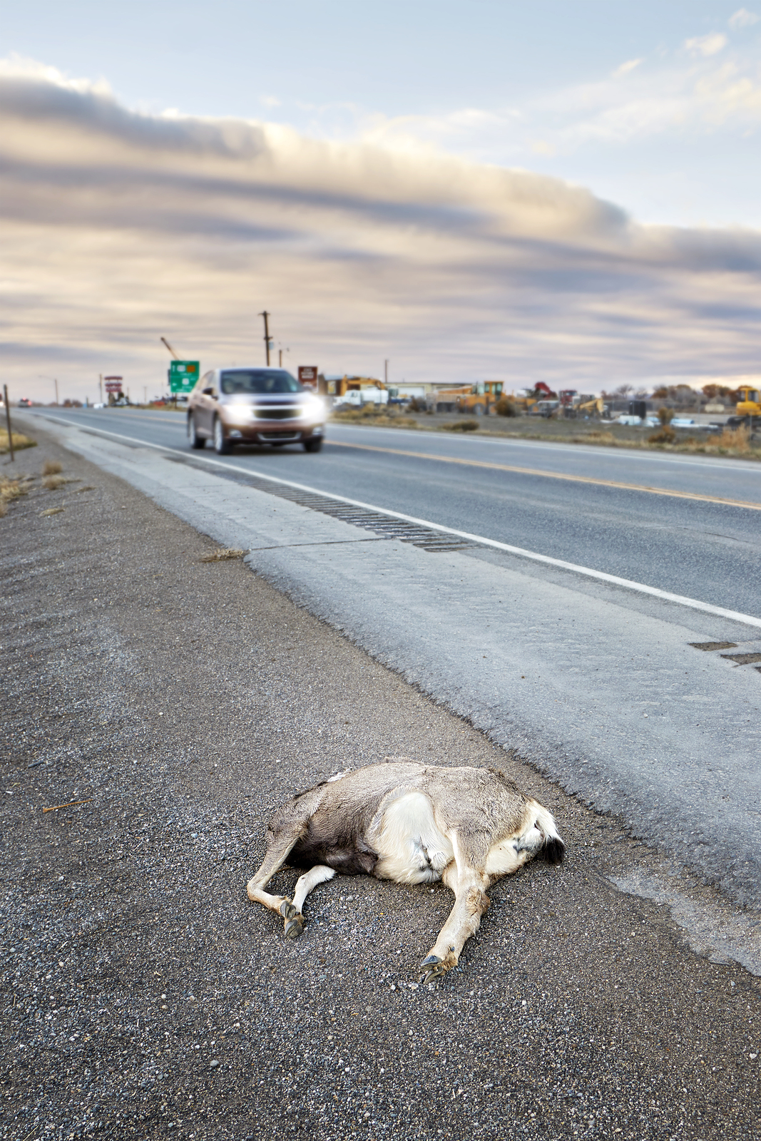 Salvaging and Eating Roadkill is Legal in These States - Wide Open Spaces