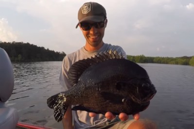 record bluegill length
