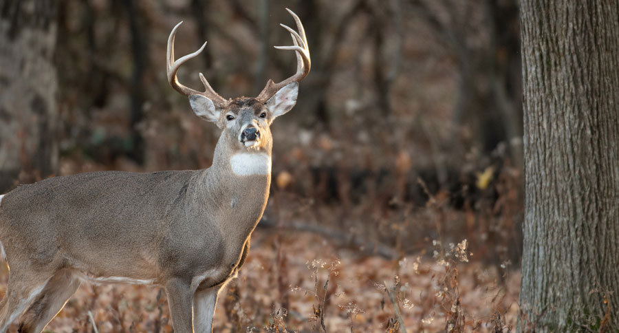 The Story of the Minnesota Buck with "Don't Miss" Ear Tags - Wide Open ...