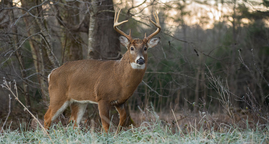 How to Make a Deer Stop In Its Tracks