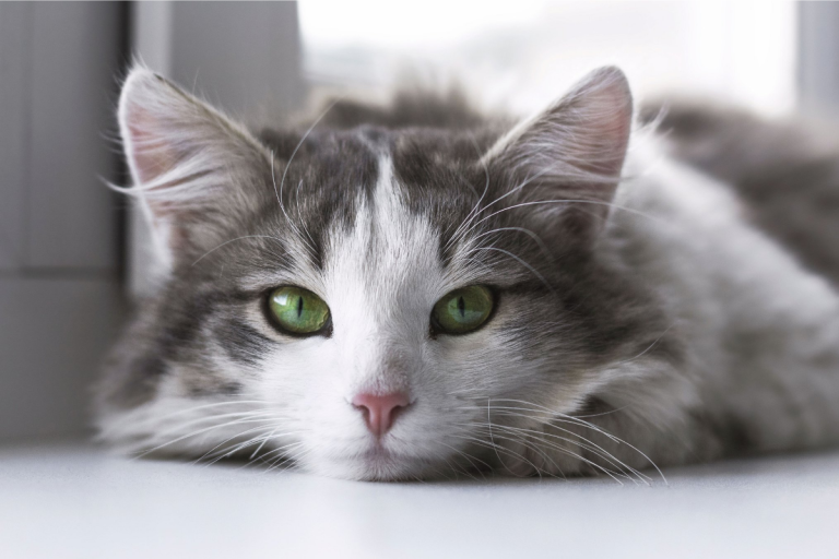 Cats Know Their Names But Can t Be Bothered To Respond Cats Know Their Names But Can t Be Bothered To Respond