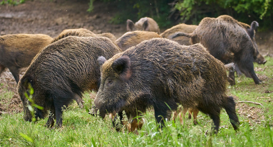10 of the Best States for Hog Hunting - Wide Open Spaces