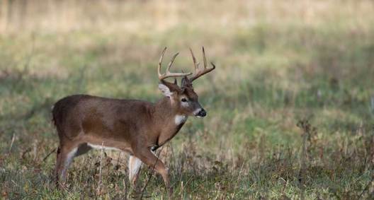 When Deer Stop Moving Take These 5 Steps - Wide Open Spaces