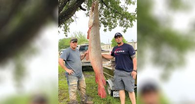 For the First Time Ever, an Indiana Alligator Gar Has Been Caught ...