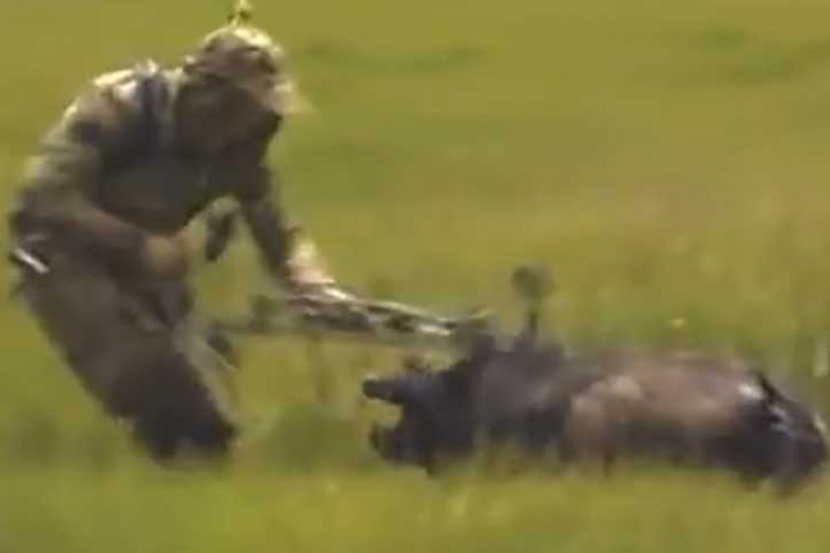 Feral Hog Compilation Illustrates the True Dangers of Wild Swine - Wide ...