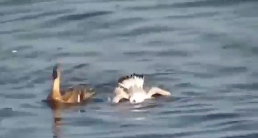 Largemouth Bass Makes Duckling Disappear in an Instant - Wide Open Spaces