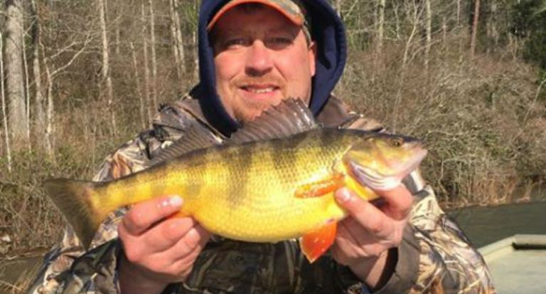 West Virginia Has a New State Record Perch - Wide Open Spaces